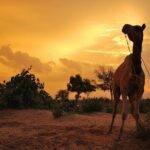 2 Days-1 Night Camel Tour - The Value of the Tour