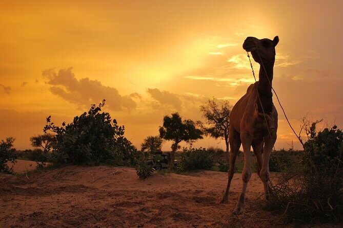 2 Days-1 Night Camel Tour - The Value of the Tour