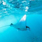 2 Days/1N Trip - Snorkeling with Manta Rays in Lembongan/Penida (all included) - Authentic Perspectives from Past Travelers