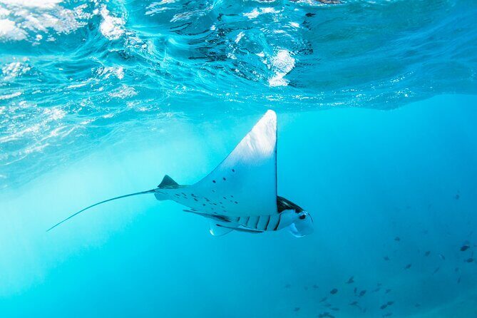 2 Days/1N Trip - Snorkeling with Manta Rays in Lembongan/Penida (all included) - Authentic Perspectives from Past Travelers