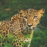 2- Days Private tour to Anuradhapura & Wilpattu National Park from Negombo - What It Means for You as a Traveler