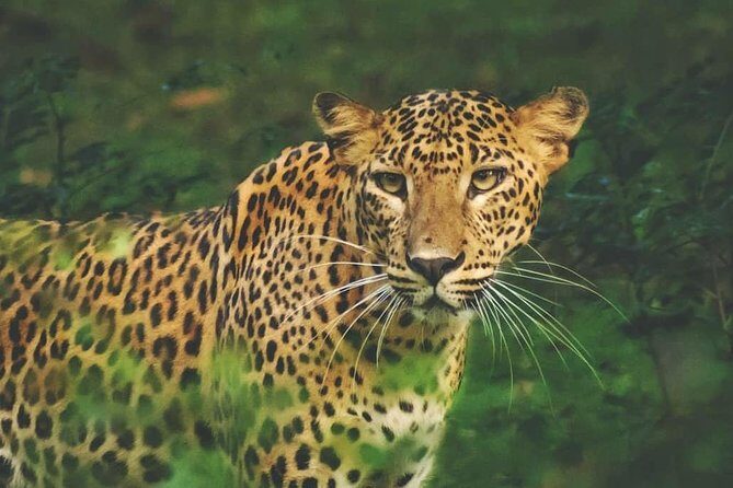 2- Days Private tour to Anuradhapura & Wilpattu National Park from Negombo - What It Means for You as a Traveler