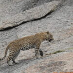 2 Days Safari Tour in Jawai and Jodphur - The Experience in Context