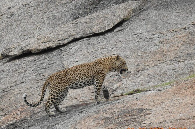 2 Days Safari Tour in Jawai and Jodphur - The Experience in Context