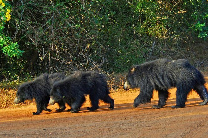 2 days yala National Park From Colombo with of Jeep Safari - What Travelers Say: Authentic Feedback