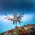 (2 Dives) Discover Scuba Diving Kota Kinabalu - The Practical Side: Logistics and Considerations