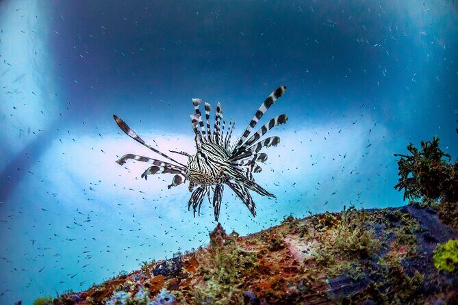 (2 Dives) Discover Scuba Diving Kota Kinabalu - The Practical Side: Logistics and Considerations