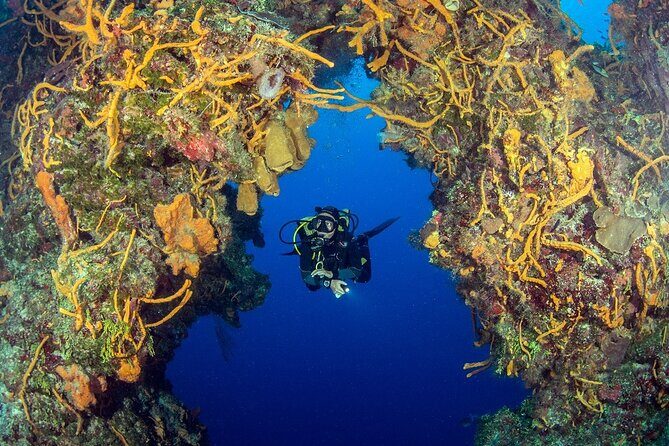 2 dives in Cozumel (for certified divers only) - Authentic Experiences & Real Feedback