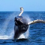 2 Hour Award-Winning Whale and Seabird Boat Tour from St. John's - What You Can Expect During the Trip