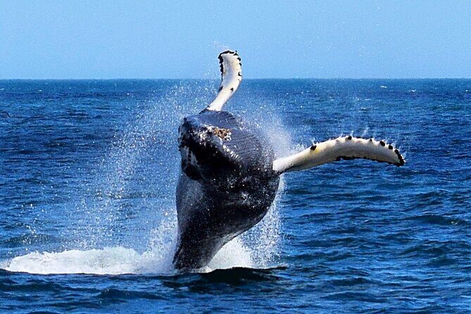 2 Hour Award-Winning Whale and Seabird Boat Tour from St. John's - What You Can Expect During the Trip