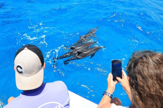2 Hour Big Island Dolphin Watching and Sea Turtle Snorkel Tour - The Experience on Board