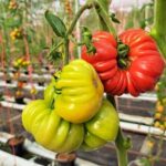 2-Hour Farm Experience in Gateway Yarra Valley - What You Can Expect on the Farm Tour