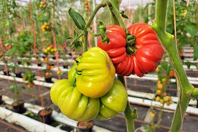 2-Hour Farm Experience in Gateway Yarra Valley - What You Can Expect on the Farm Tour