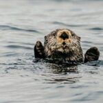 2 Hour Private Marine Wildlife Tour - The Experience’s Highlights