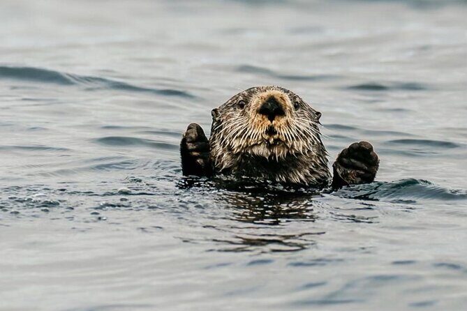 2 Hour Private Marine Wildlife Tour - The Experience’s Highlights