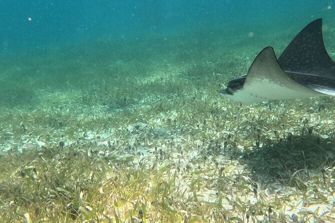 2 hour snorkeling in Arrecife de Puerto Morelos - Who Will Enjoy This Tour Most?