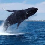 2 Hour Whale-Watching Cruise from Hillarys Boat Harbour - Authentic Experiences in Every Review