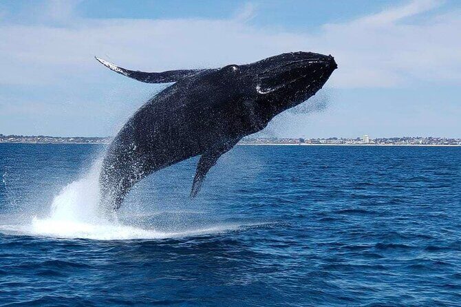 2 Hour Whale-Watching Cruise from Hillarys Boat Harbour - Authentic Experiences in Every Review