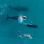 2 hour whale watching experience departing Hillarys Boat Harbour - Who Should You Bring?