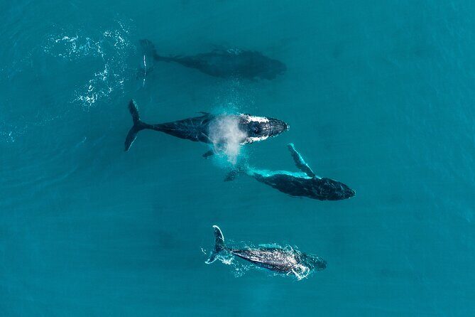 2 hour whale watching experience departing Hillarys Boat Harbour - Who Should You Bring?