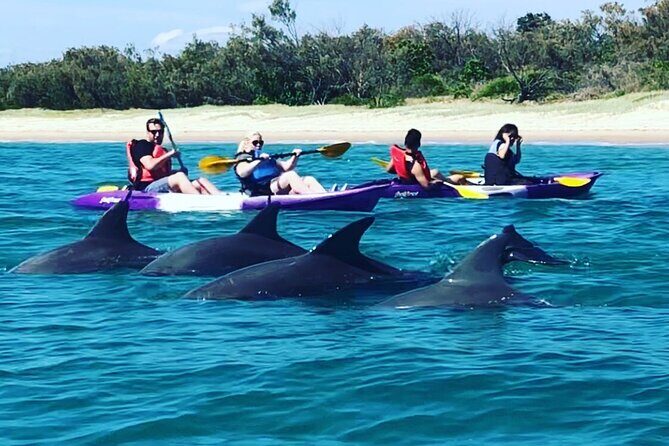 2 Hours Dolphin Kayaking & Snorkeling Tour on the Broadwater - Practical Tips for Travelers
