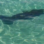 2 Hours Swim with the Dolphins in Panama City - Who Will Love This Tour?