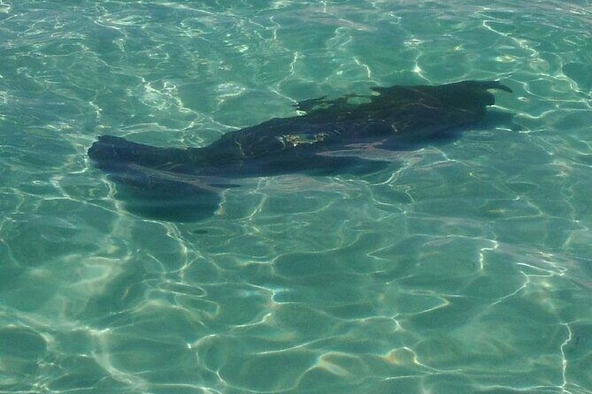 2 Hours Swim with the Dolphins in Panama City - Who Will Love This Tour?