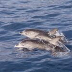 2 HR Dolphin Tour in North Myrtle Beach - Who Will Love This Tour?