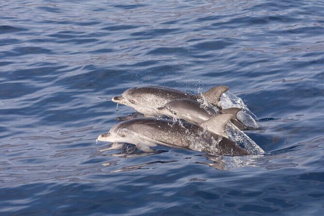 2 HR Dolphin Tour in North Myrtle Beach - Who Will Love This Tour?