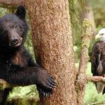 2 hr Private Custom Tour of Ketchikan (4 people) Wildlife + More - Why This Tour Is a Great Choice