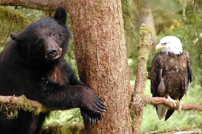 2 hr Private Custom Tour of Ketchikan (4 people) Wildlife + More - Why This Tour Is a Great Choice