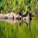 2 Nights Chitwan Luxury Tour from Kathmandu or Pokhara - Day 2: Full Safari Experience
