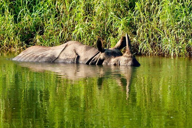 2 Nights Chitwan Luxury Tour from Kathmandu or Pokhara - Day 2: Full Safari Experience