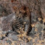 2 Nights Luxury Wild Experience in Leopard Nest with return transfers - Travel Details: Logistics and Practicalities