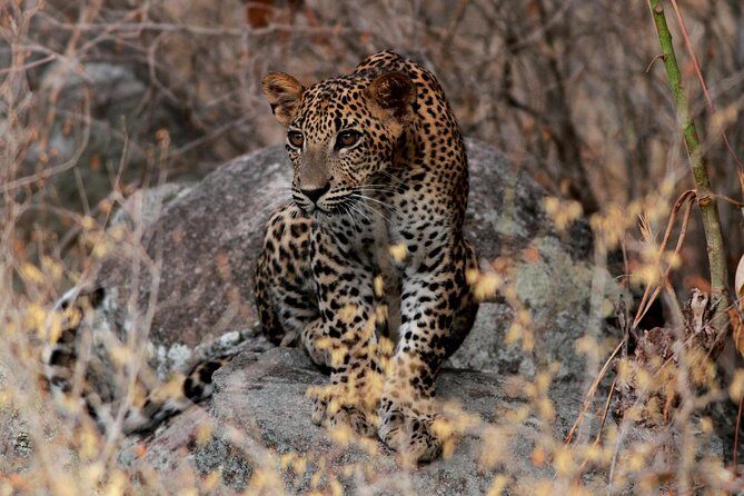 2 Nights Luxury Wild Experience in Leopard Nest with return transfers - Travel Details: Logistics and Practicalities