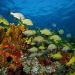 2 Ocean Dives: MUSA Underwater Museum and Manchones Reef - What You Can Expect: A Step-by-Step Breakdown