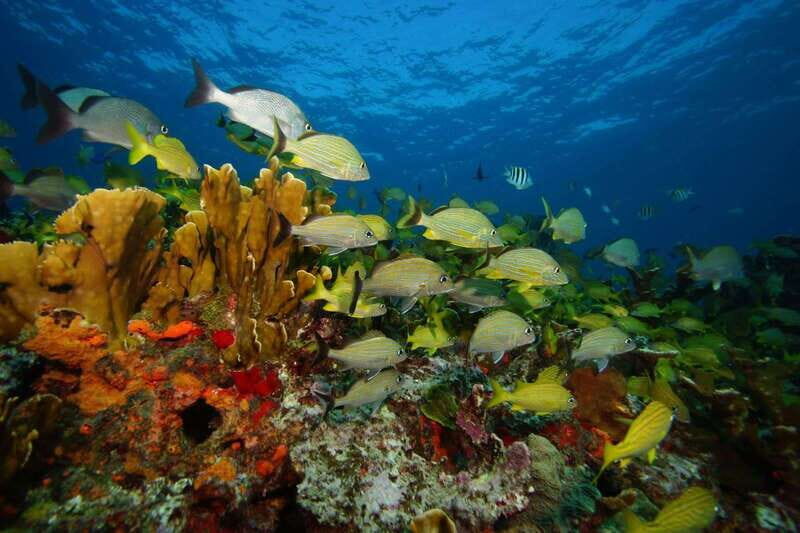 2 Ocean Dives: MUSA Underwater Museum and Manchones Reef - What You Can Expect: A Step-by-Step Breakdown