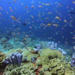 2 or 3 dives in Nusa Lembongan and Penida, for certified diver (in Lembongan) - Navigating the Experience: What Reviewers Say