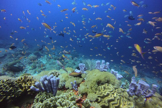 2 or 3 dives in Nusa Lembongan and Penida, for certified diver (in Lembongan) - Navigating the Experience: What Reviewers Say