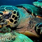 2 PADI Certified Dives at Tulamben from Bali - Practical Considerations for Travelers