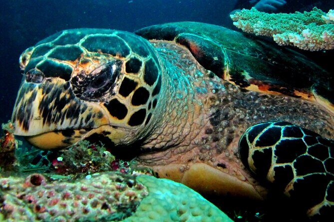 2 PADI Certified Dives at Tulamben from Bali - Practical Considerations for Travelers