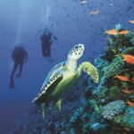 2 Tank Dive in Cozumel - The Transportation and Logistics