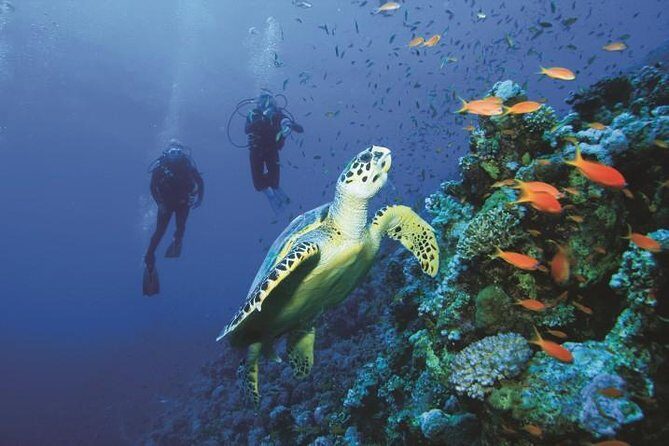 2 Tank Dive in Cozumel - The Transportation and Logistics