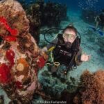 2 Tank Dives MUSA and Manchones reef (Certified divers) - Who Is This Tour Best Suited For?