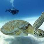 2-Tank Morning or Afternoon Dives in Playa del Carmen certified Divers Only - FAQ