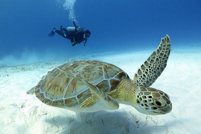 2-Tank Morning or Afternoon Dives in Playa del Carmen certified Divers Only - FAQ