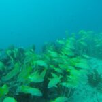 2 Tank Reef Dive in Mexico - FAQs