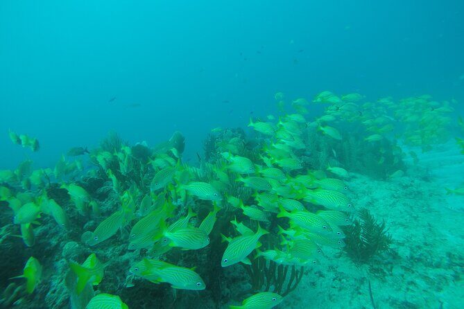 2 Tank Reef Dive in Mexico - FAQs
