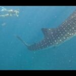 2025 Bohol Customized Tours - The Bottom Line