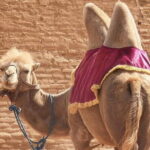 22 Day Tour in Central Asia - Key Points